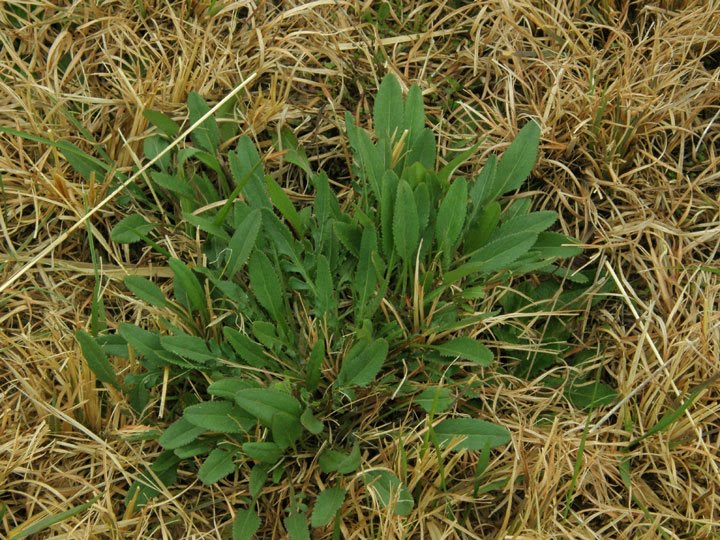 Anybody Seen My Focus?: Small’s Ragwort (Packera anonyma)