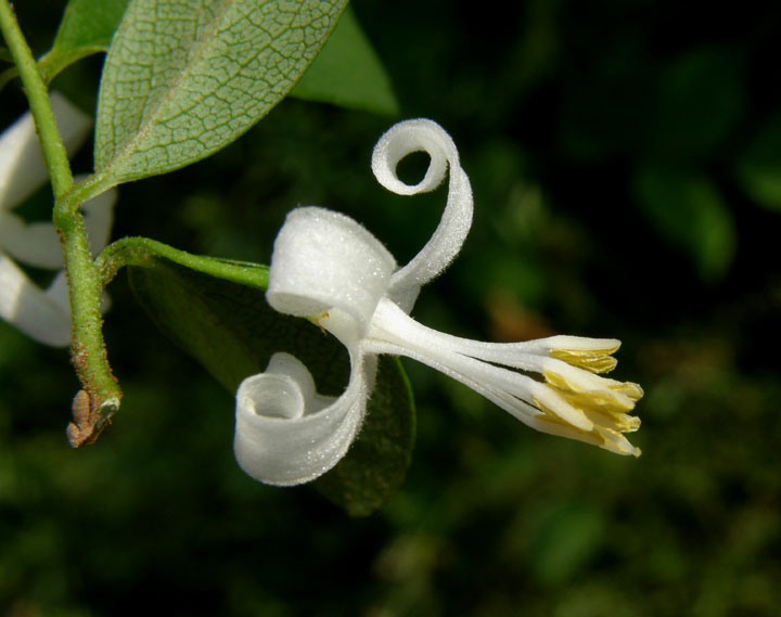 Anybody Seen My Focus?: American Snowbell (Styrax americanus)