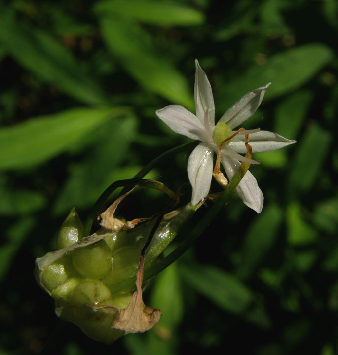 Anybody Seen My Focus?: False Garlic (Nothoscordum bivalve)