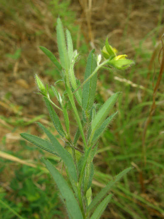 Anybody Seen My Focus?: Arrowhead Rattlebox (Crotalaria sagittalis)