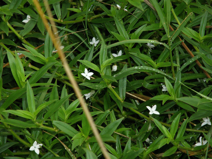Anybody Seen My Focus?: Virginia Buttonweed (Diodia virginiana)