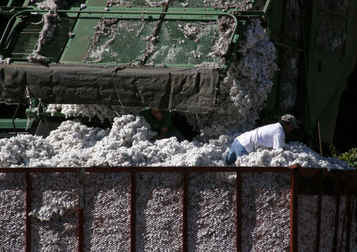 Anybody Seen My Focus?: Cotton Harvesting, Part 2