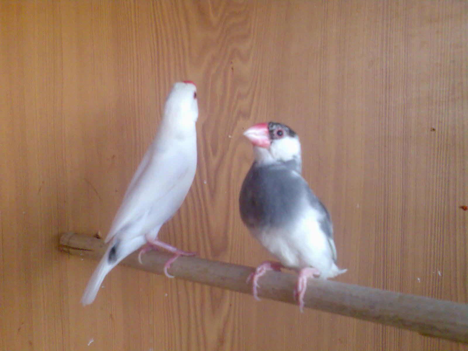 VENDA DE AVES: CASAL DE PARDAL JAVA