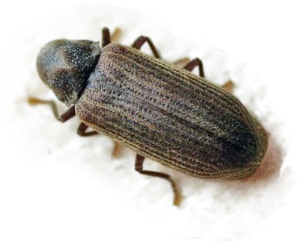 Tratamiento contra termitas, carcomas y polillas. - Expertos En Parquet ...