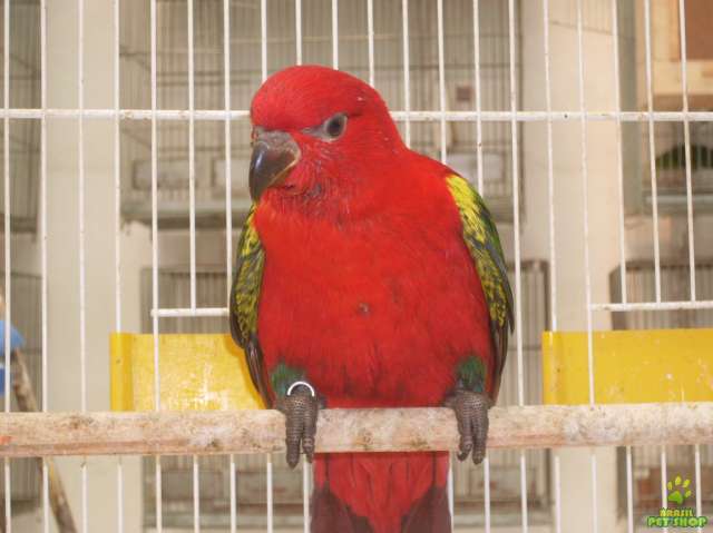 mundo das aves: Loris Amor Amor