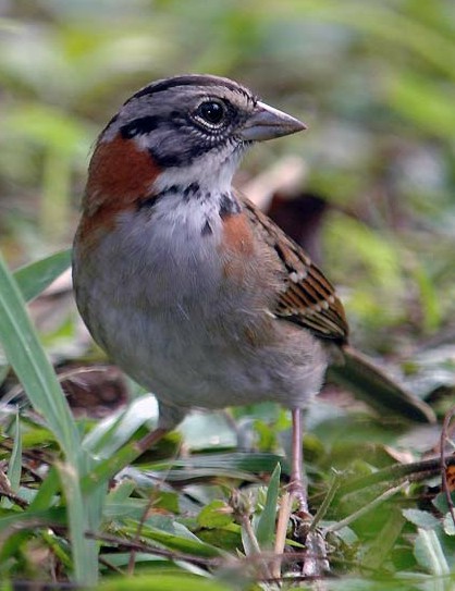 mundo das aves: Tico-tico