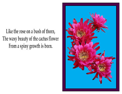 Featured Nightblooms: HEDGEHOG CACTUS COMPOSITE WITH POEM