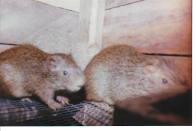 FondationGeorgeslemaraicher: L'aulacodiculture villageoise à Batombè