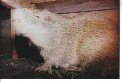 FondationGeorgeslemaraicher: L'aulacodiculture villageoise à Batombè