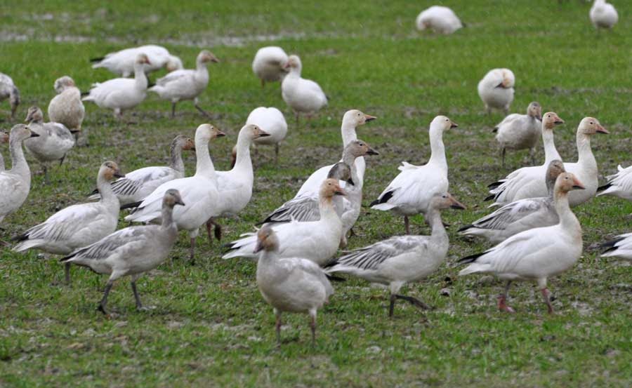 Orca Watcher: Snow Geese in Skagit County