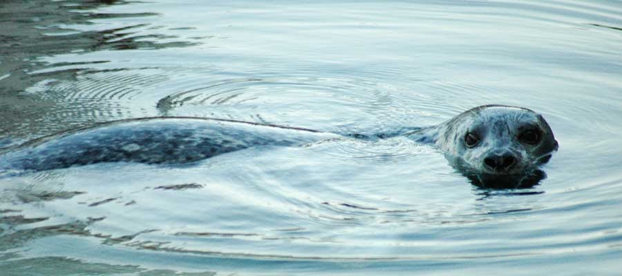 Orca Watcher: Fishing Seals