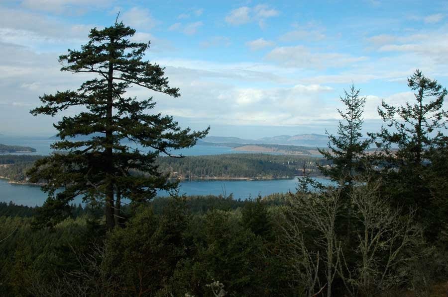 Orca Watcher: Mt. Young Lichens