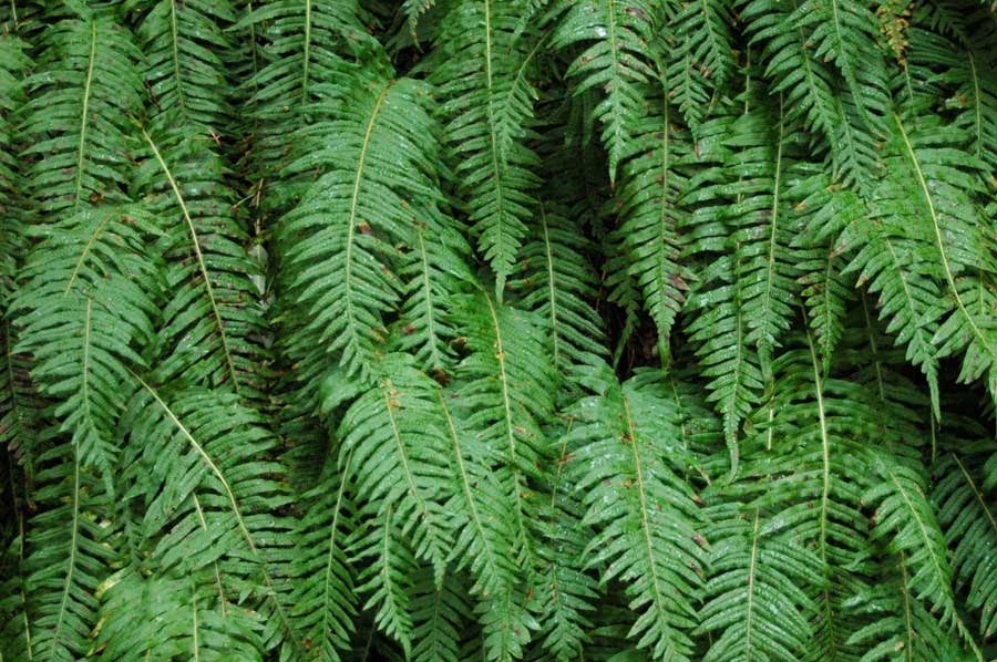 Orca Watcher: Plants of My Street Part 3: Ferns and Vines
