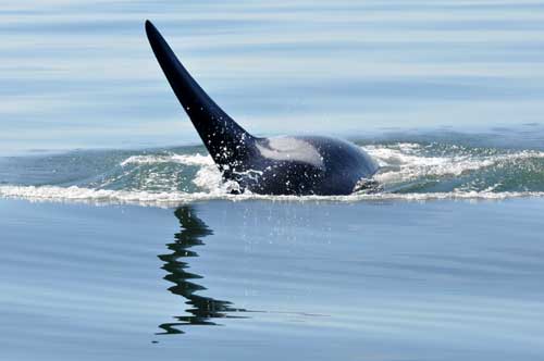 Orca Watcher: J27 Blackberry ~ A Long Trip Pays Off