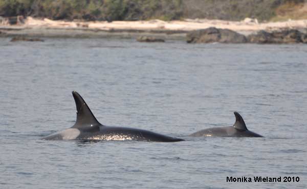 Orca Watcher: K-Pod, Half the Js, and L87