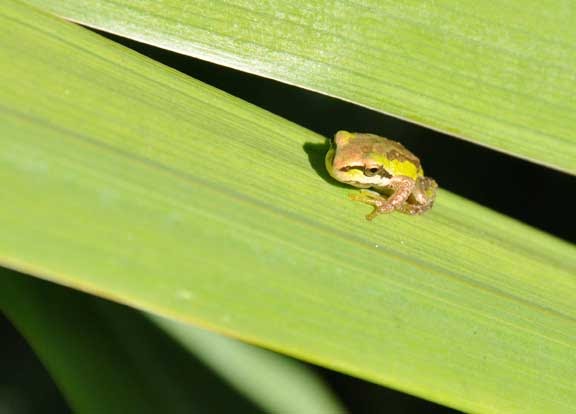 Orca Watcher: Frogs and Dragonflies