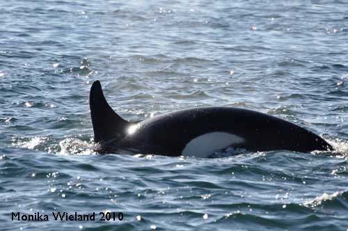 Orca Watcher: An Epic Whale of a Day