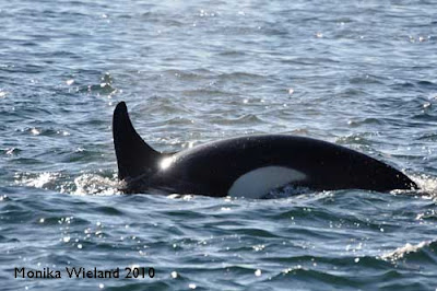 Orca Watcher: An Epic Whale of a Day