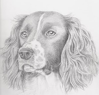 Pencil Drawings: Springer Spaniel