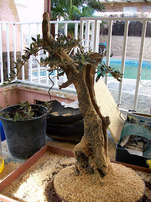 AM BONSAI: Diseño, trabajo y tallado a lo kevin wilson de un ullastre