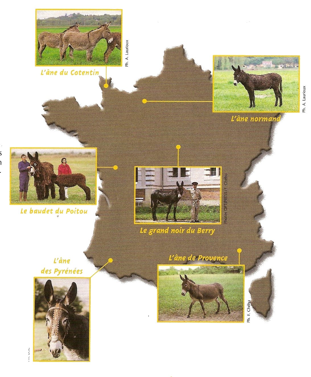 Cheval évasion: Les 7 races françaises d'ânes