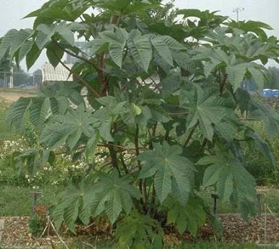 Die Wüste lebt...: Hakikajon-was ist das?