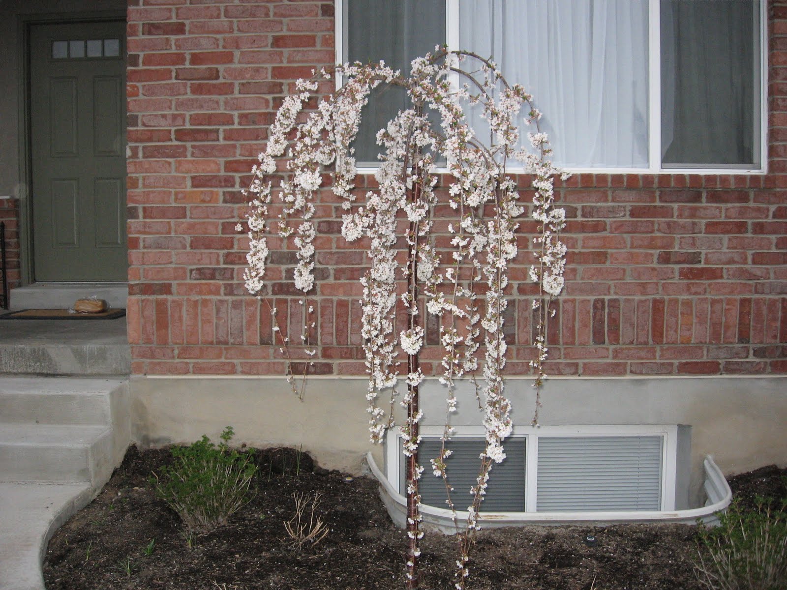 How To Decorate A Weeping Cherry Tree With Christmas Lights at Chloe ...