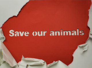 Endangered Animals Effects The World: Saving Animals