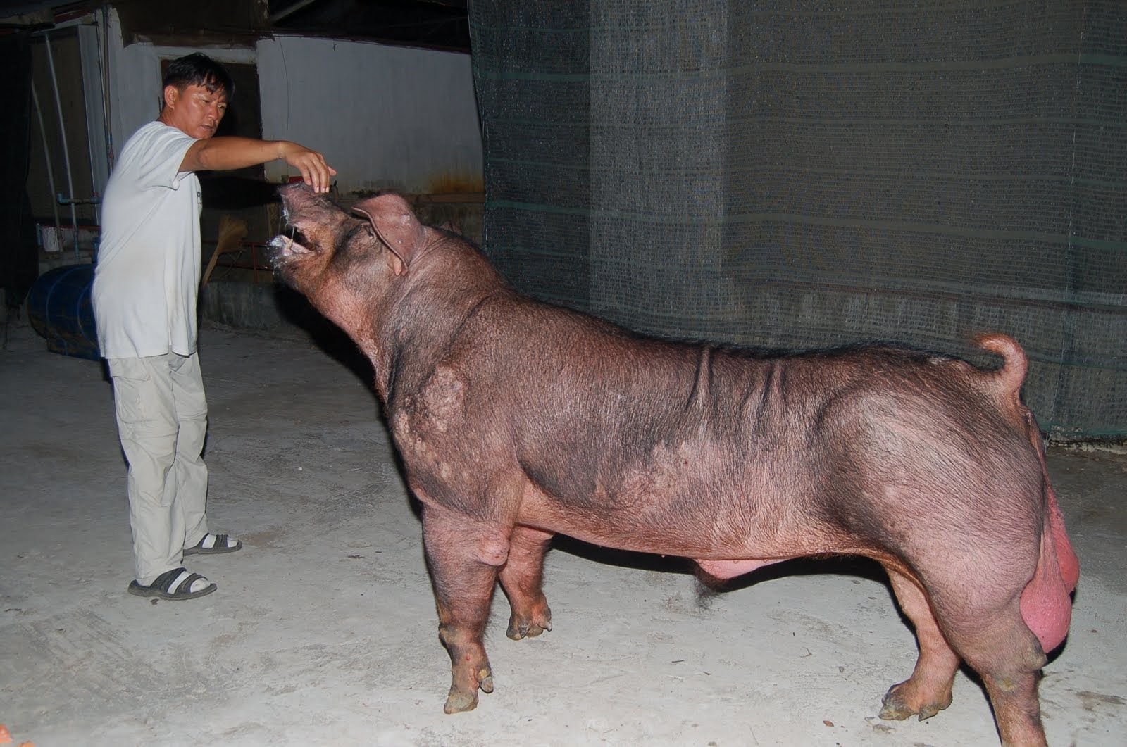 TRẠI HEO BÀNH TỶ