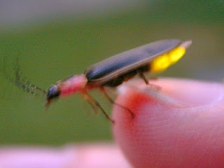 Bem-vindo ao Mundo de Animais: Vagalume