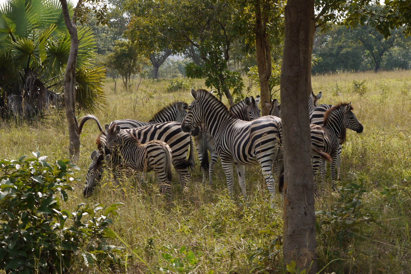 Kara culture plus: PARC SARAKAWA (DANS LA REGION DE LA KARA) AU TOGO