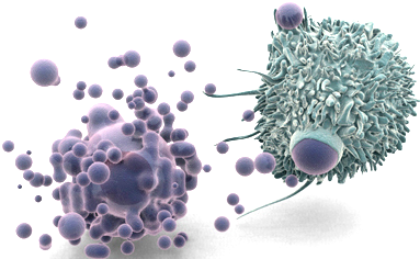 Liga de Patologia - UFC: APOPTOSE