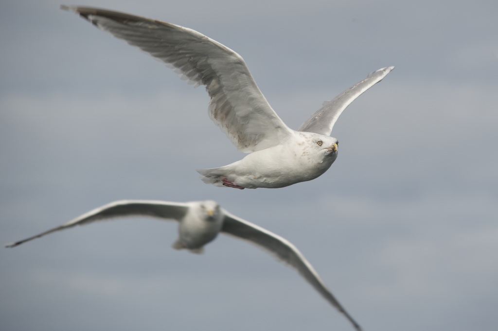 Northern Light: Seagulls - great for training