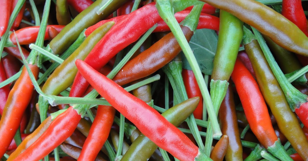 Baru 21+ Gambar Cili