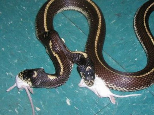 Jupitter Pandawa: Fenomena Alam. Ular Berkepala Dua