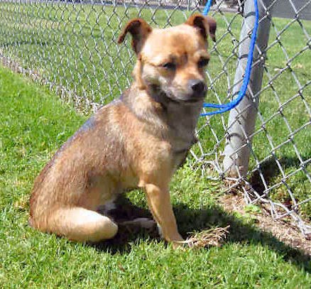 Hope Fur Rescue: CA / CAMARILLO - Rescue or Adopt WONDERFUL VCAS DOGS ...