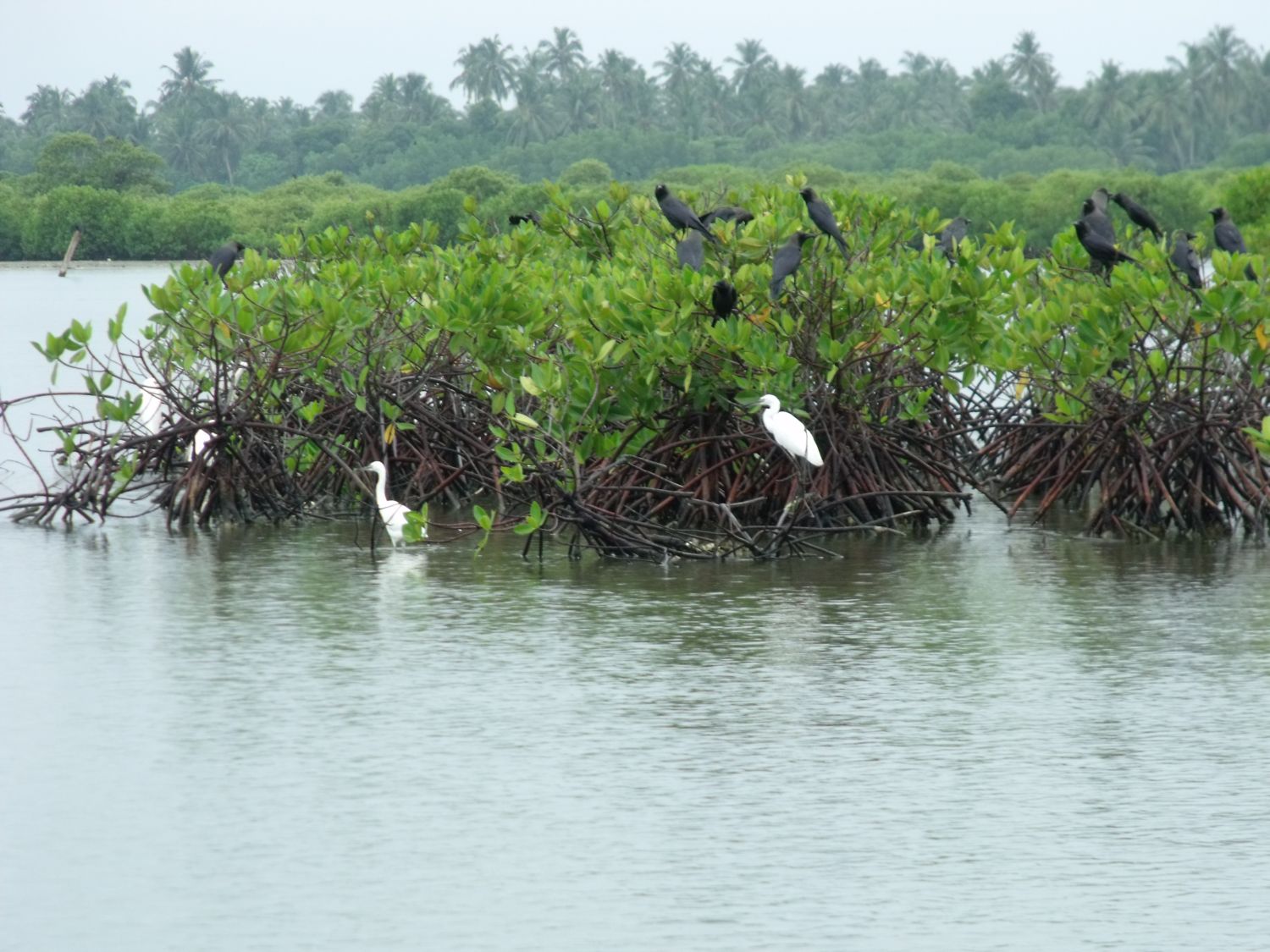 philipveerasingam: Birds nesting in the Negombo lagoon.