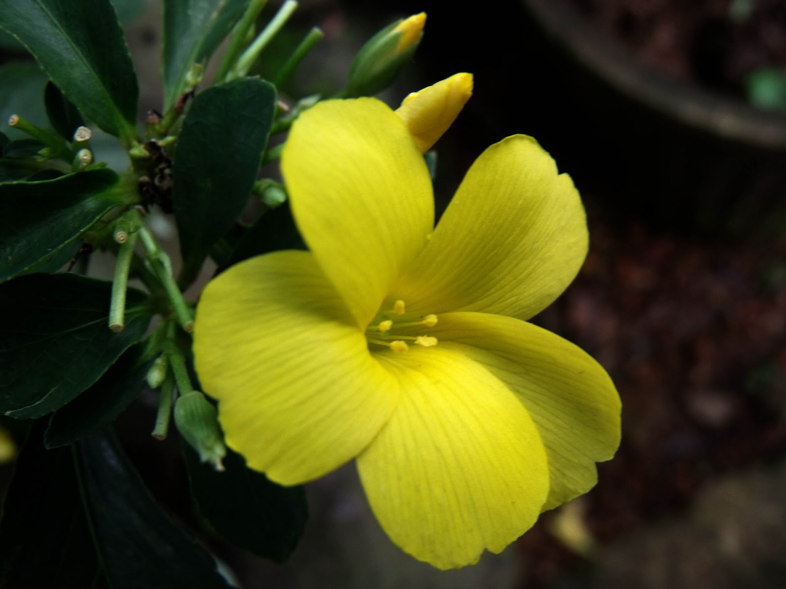 philipveerasingam: Avissawella