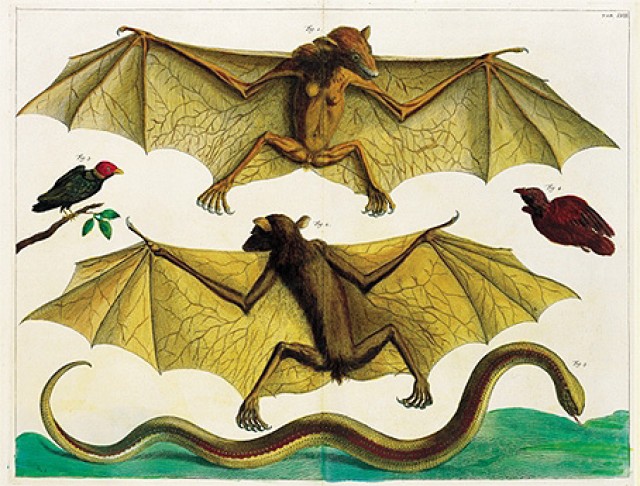 LA BARBOTINA: ALBERTUS SEBA