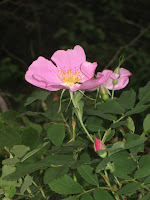 Proverbs 31 Living: Minnesota Wildflowers