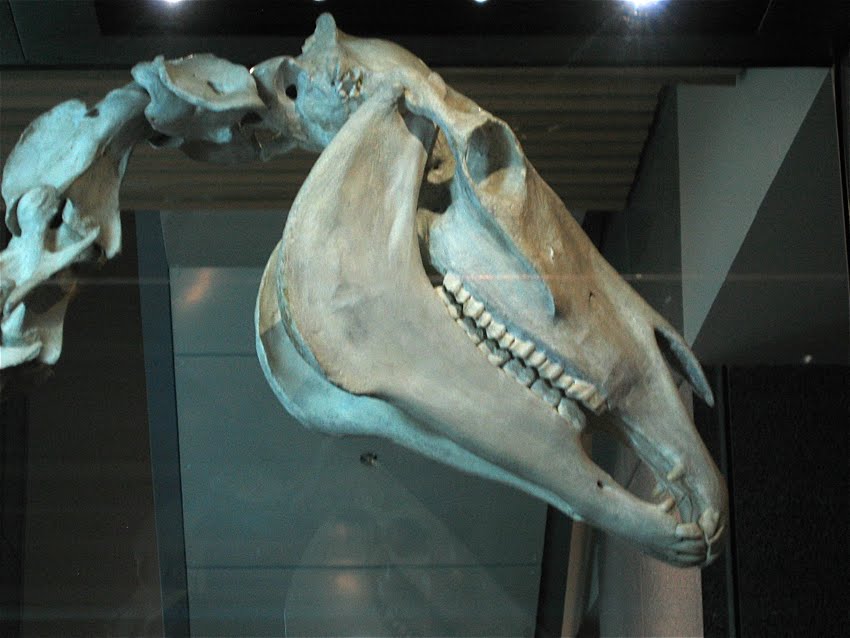 THE LAST VISIBLE DOG: Phar Lap