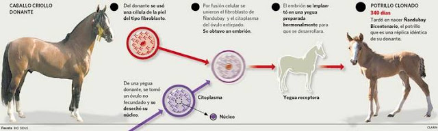 Dimensión Hípica: NACIÓ ÑANDUBAY BICENTENARIO, PRIMER CABALLO CLONADO ...