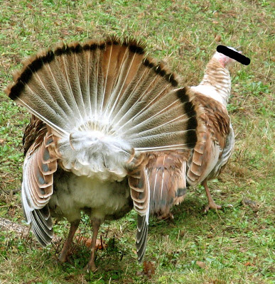 Sheila Norgate, Visual Artist and Recovering Nice Girl: Rare sighting ...