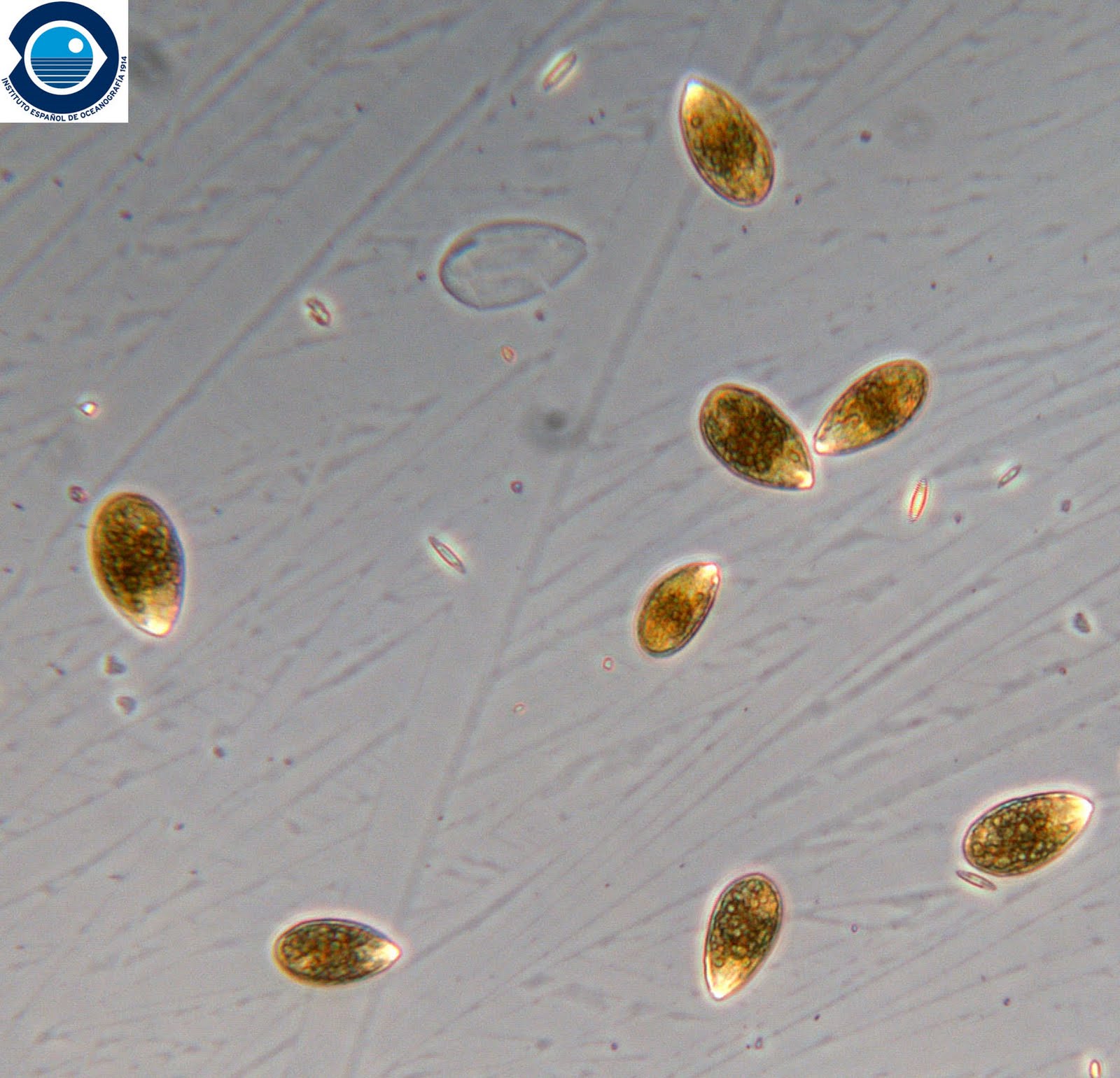 NITROALBORAN (BLOG DE CIENCIAS MARINAS): Ostreopsis sp. en la zona del ...