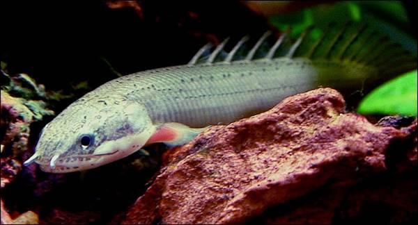 Top 10 Prehistoric Fish Alive Today | ElaKiri