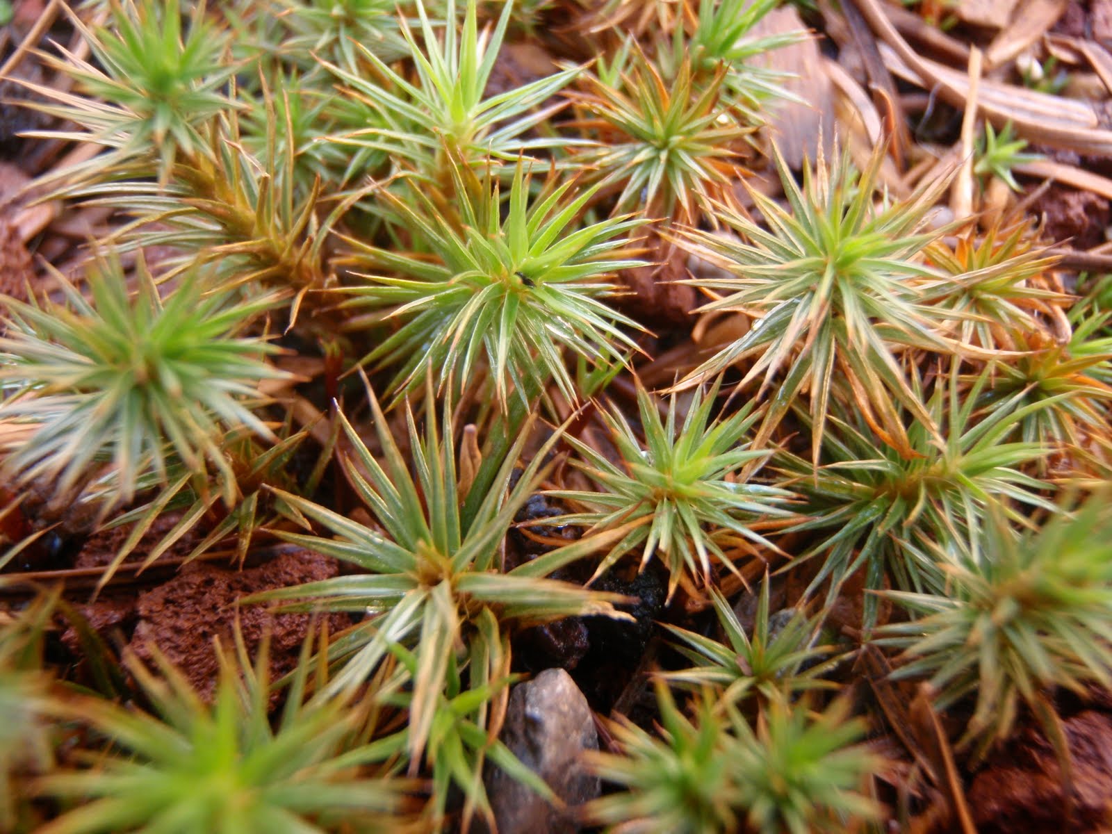 Woodland-Bonsai: Ground Covers, Part1- Sedums