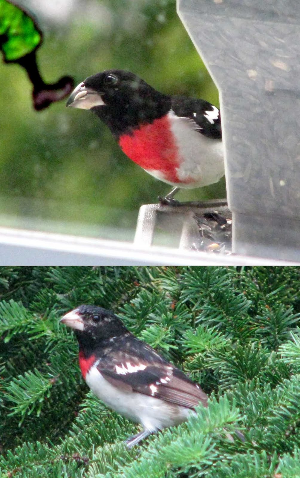 Le cardinal à poitrine rose | Les Écolo-Espions