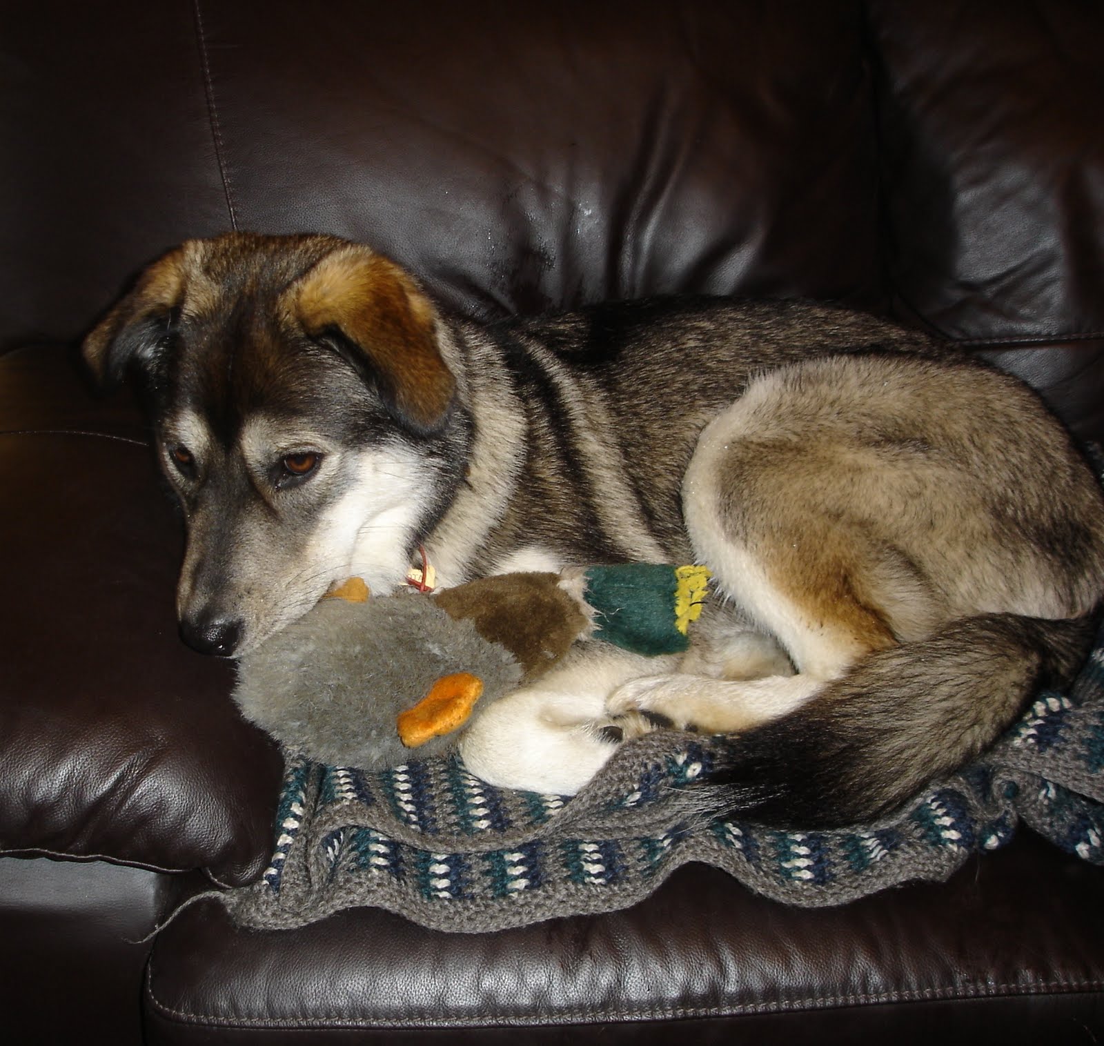 The Half Huskies: Introductions, Please!