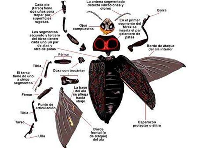 entomologia gustavo: ENTOMOLOGÍA FORESTAL