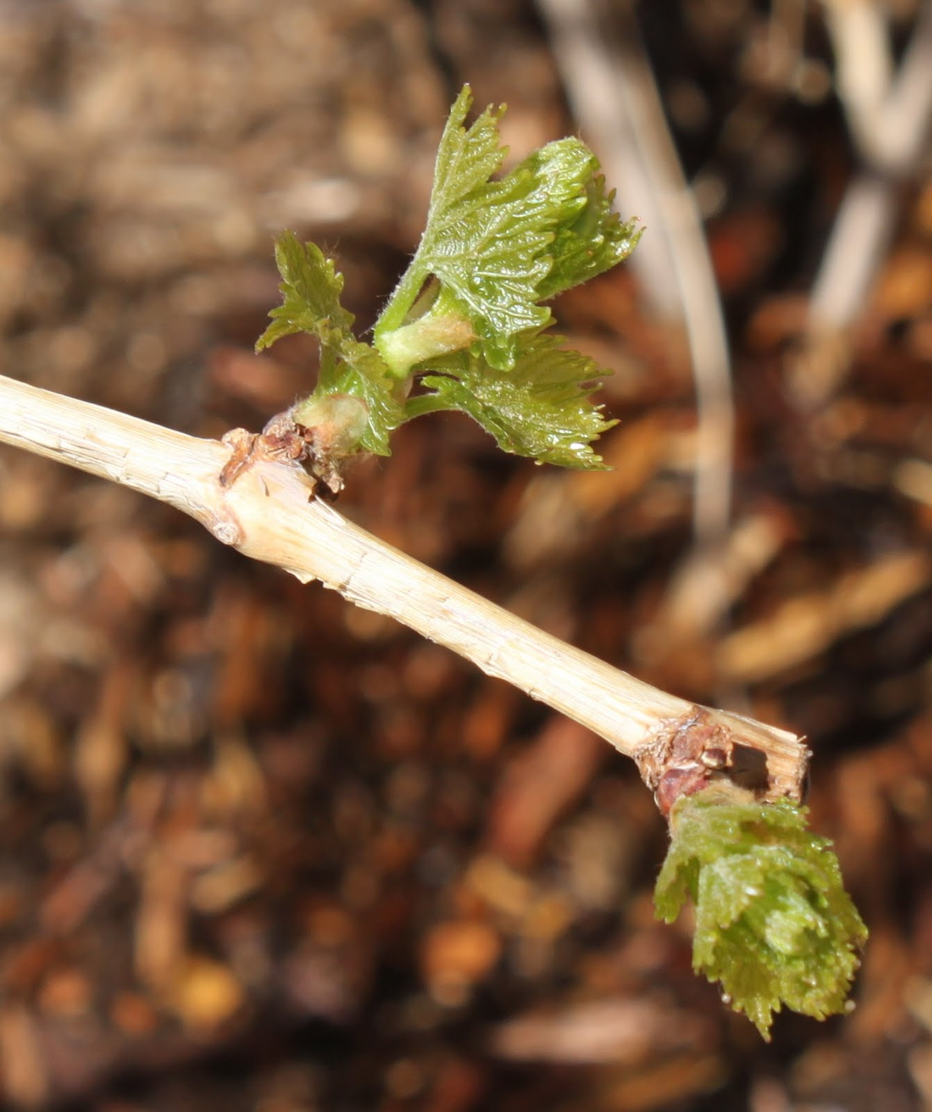 Byzigenous Buddhapalian: 2010-04-04